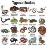 Do Peacocks Eat Snakes? Facts & Diet Guide | Birds Jungle